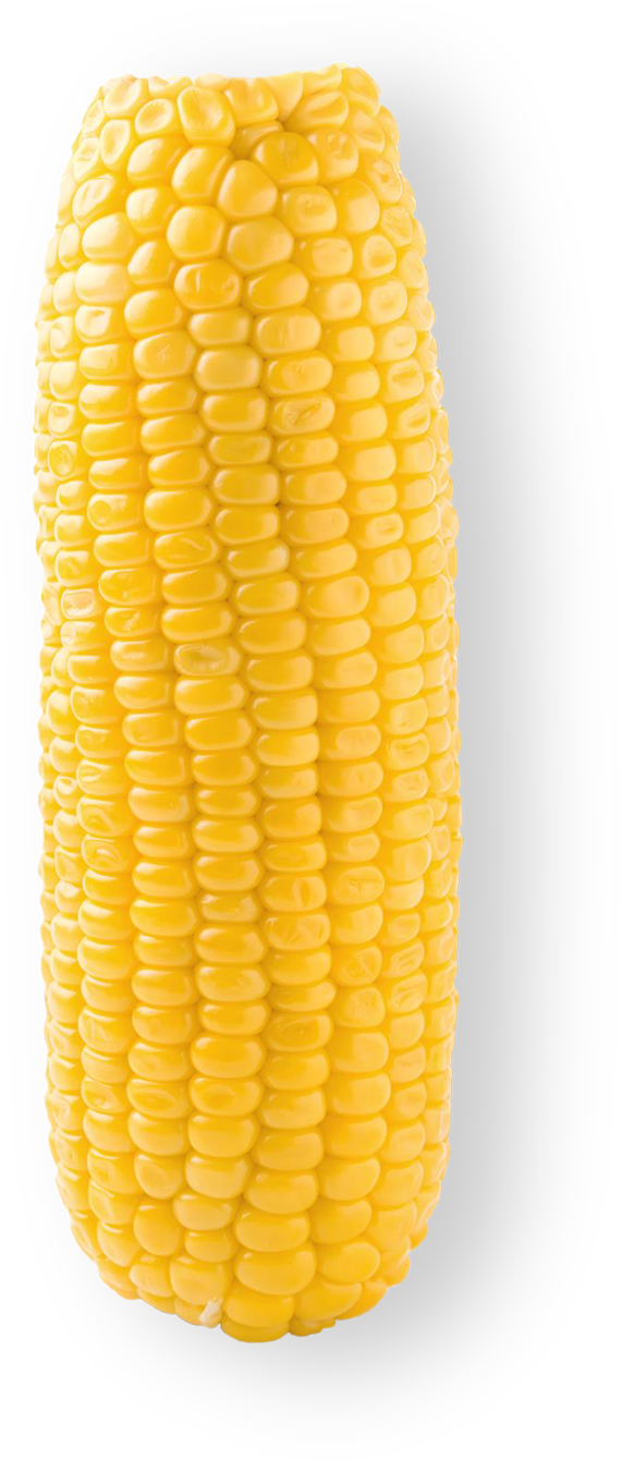 Congratulations! The PNG Image Has Been Downloaded (Corn Kernels , Png ...