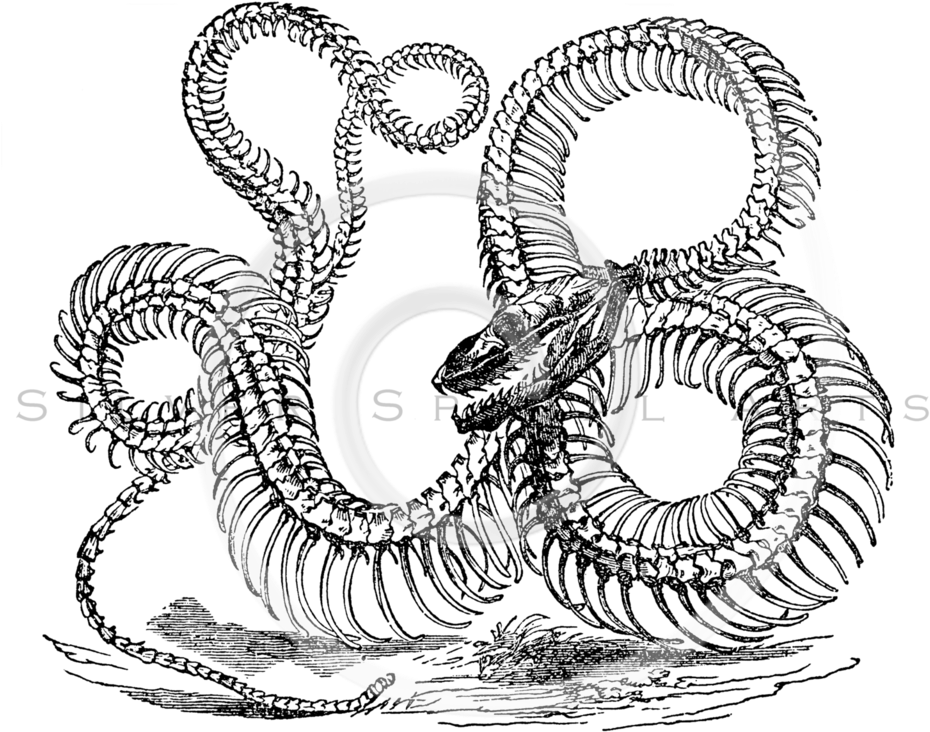 Congratulations! The PNG Image Has Been Downloaded (Snake Skeleton ...