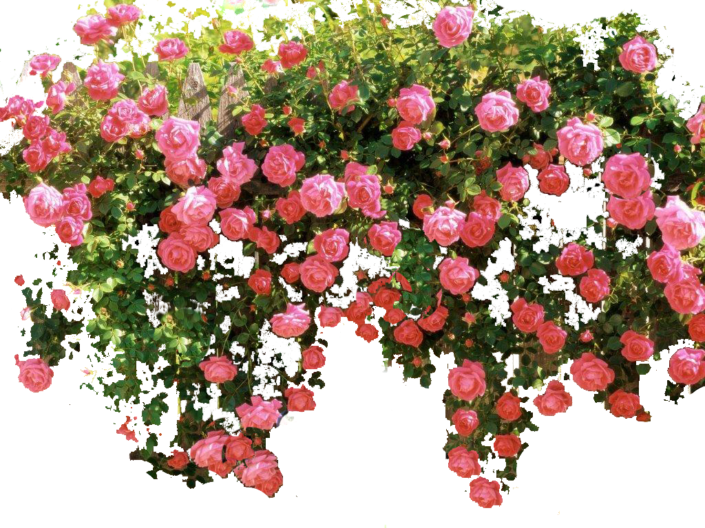 Congratulations! The PNG Image Has Been Downloaded (Rose Garden ...