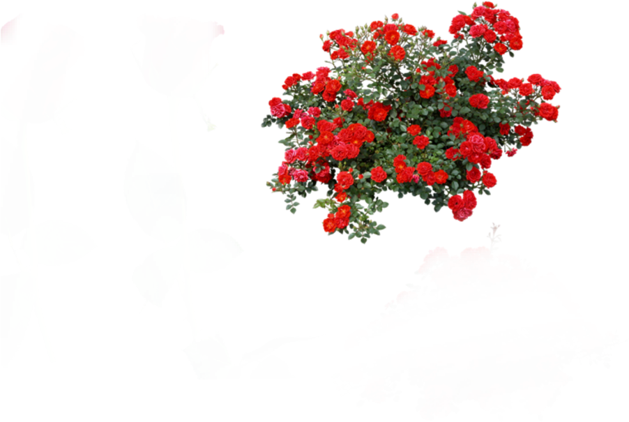 Congratulations! The PNG Image Has Been Downloaded (#rosebush #roses ...