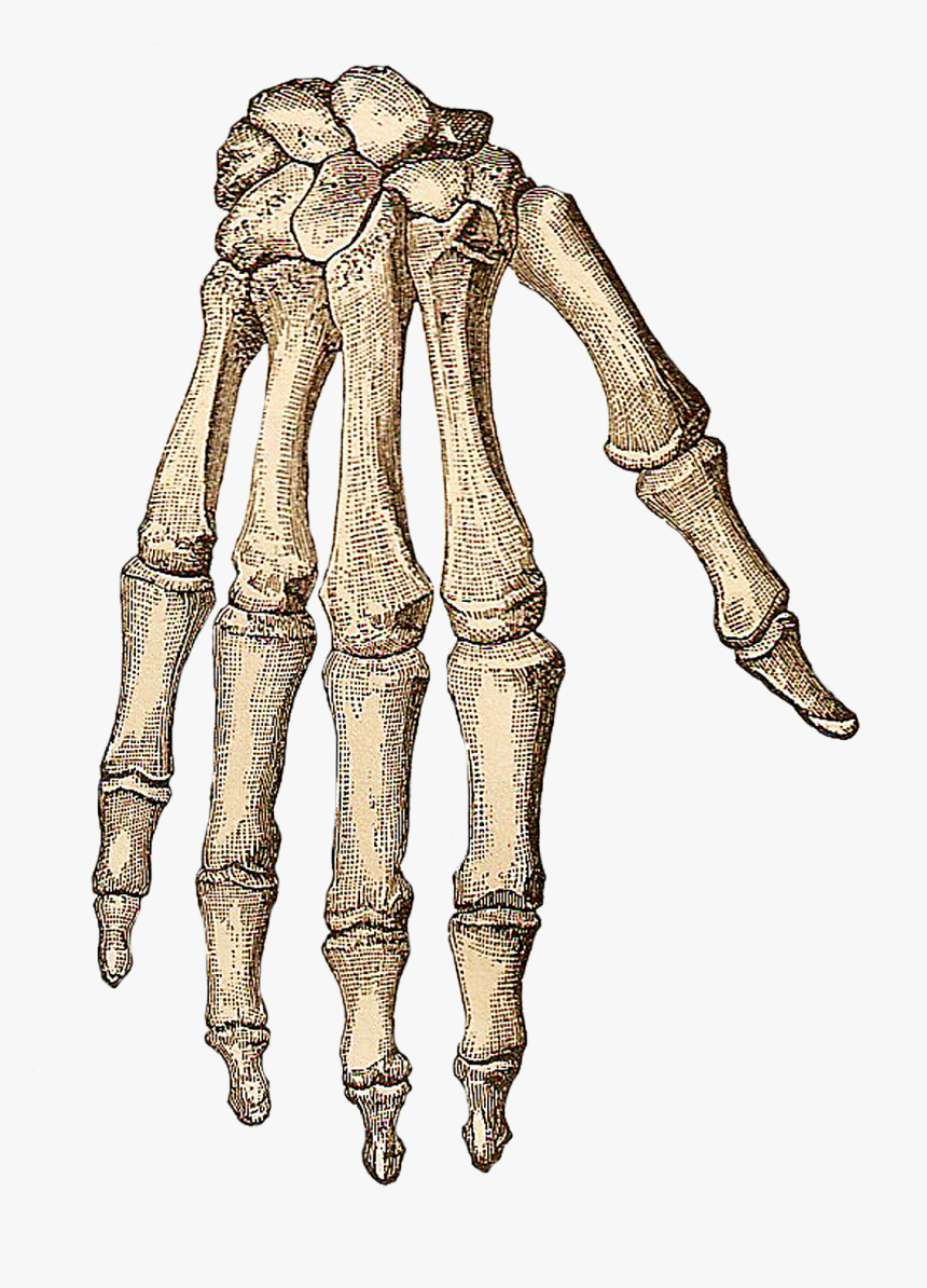 Transparent Skeleton Hand Png, Png Download , Transparent Png Image ...