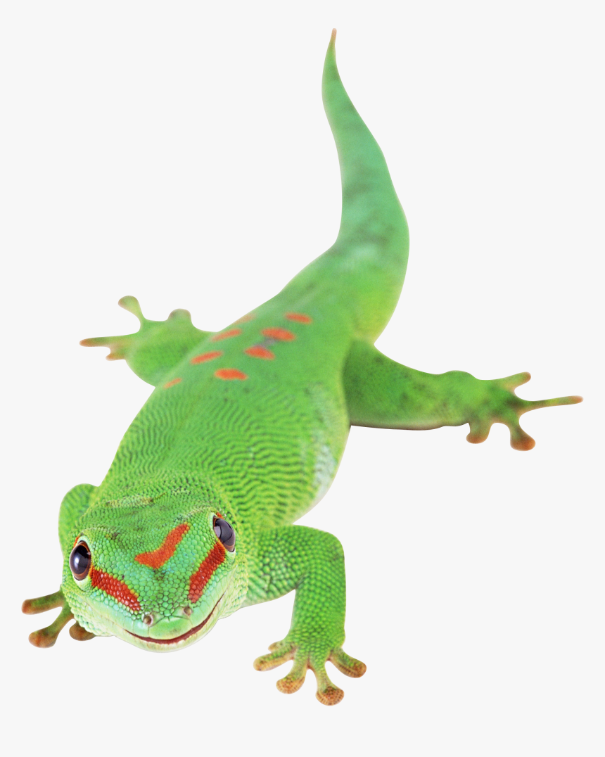 Green Lizard Transparent Background, HD Png Download , Transparent Png ...