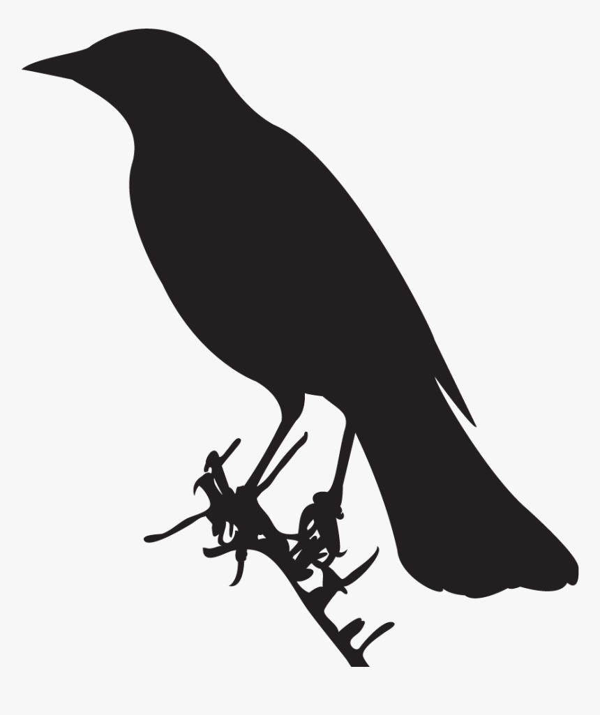 Shape Of A Bird, HD Png Download , Transparent Png Image - PNGitem