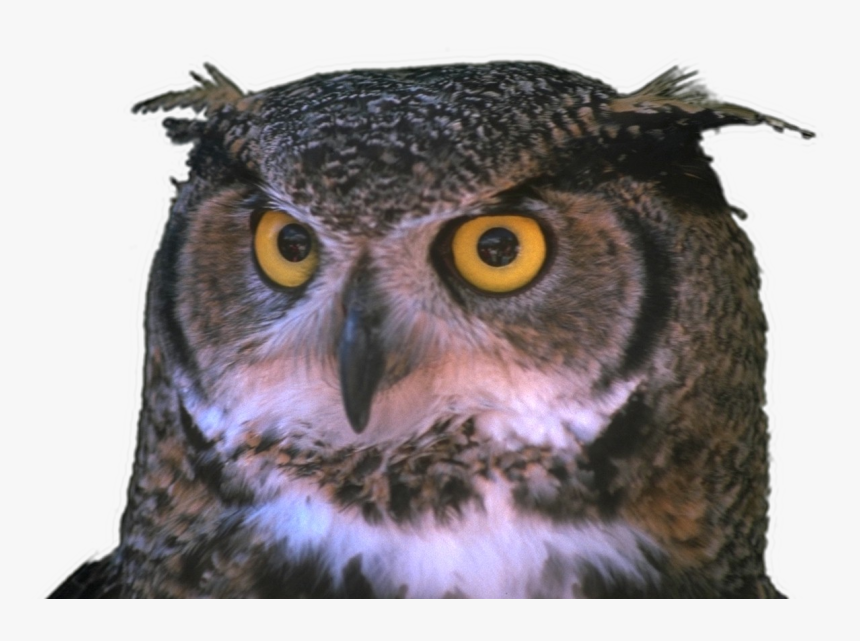 Cyclops Animals, HD Png Download , Transparent Png Image - PNGitem