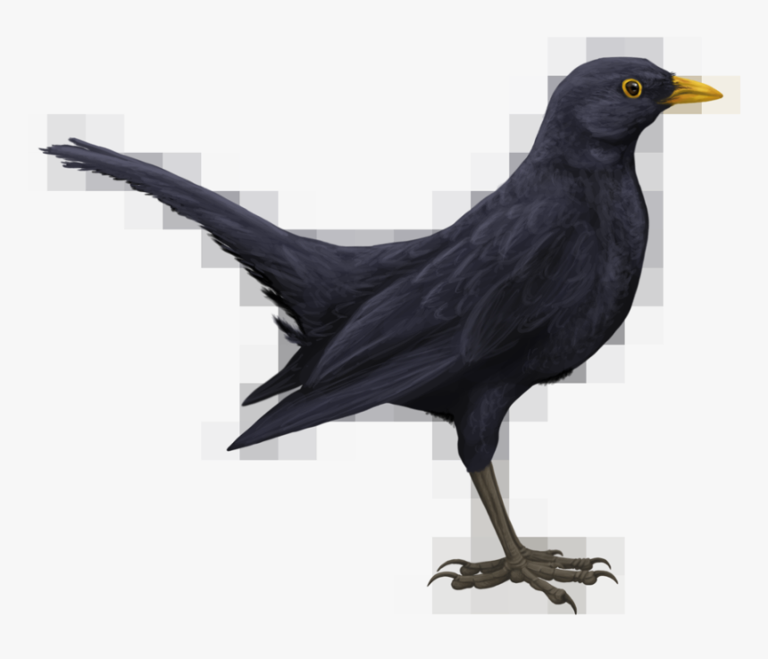 Blackbird Png Hd - Drawn Black Bird, Transparent Png , Transparent Png ...