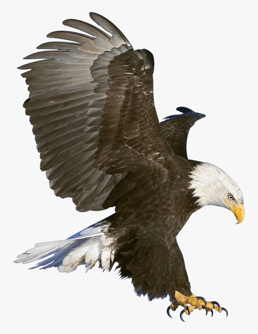 Eagle Claws - Eagle In Flight, HD Png Download , Transparent Png Image ...