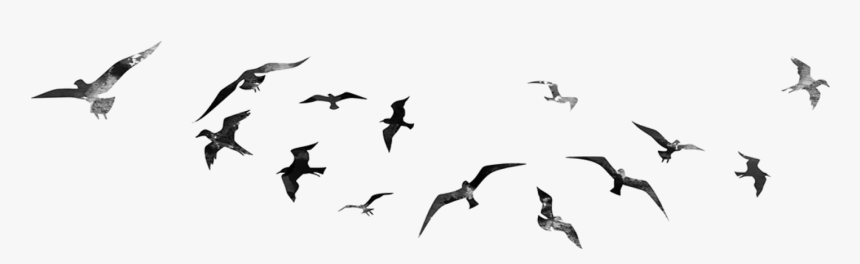 Birds Flying For Editing, HD Png Download , Transparent Png Image - PNGitem