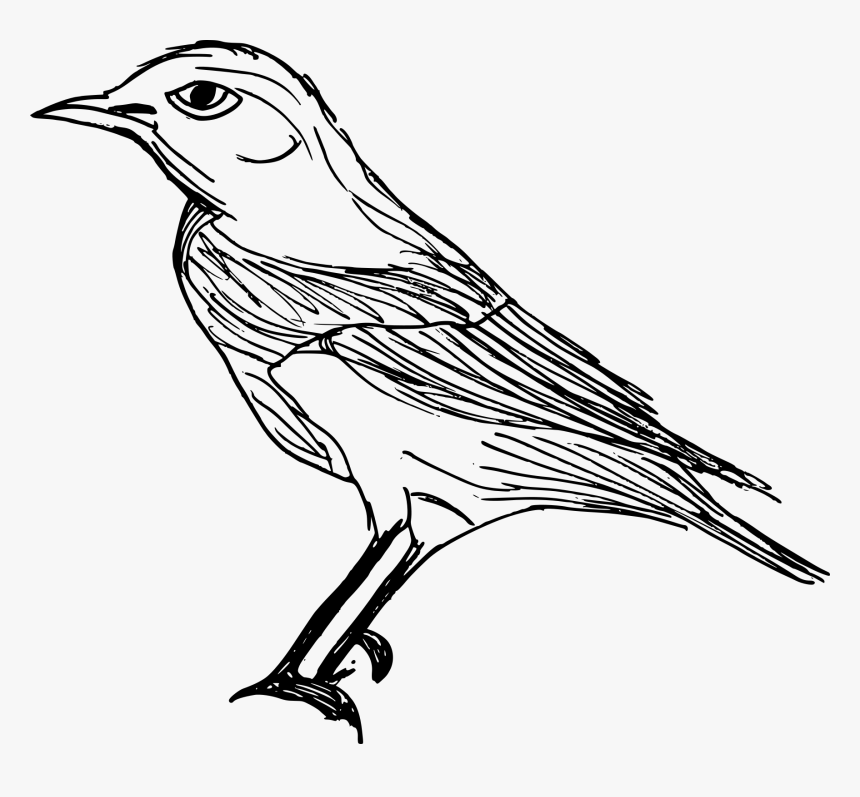 Bird Drawing Png, Transparent Png , Transparent Png Image - PNGitem