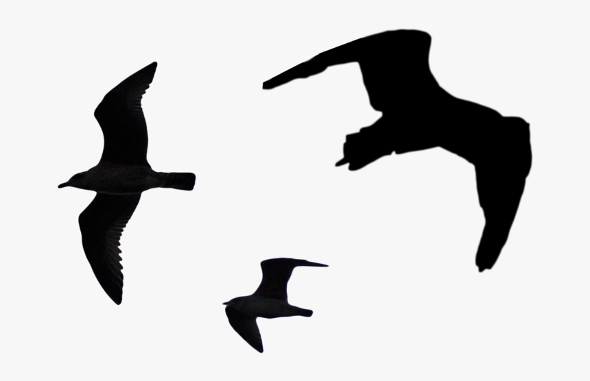 Bird Silhouette Png Pack - Bird Top View Silhouette, Transparent Png ...