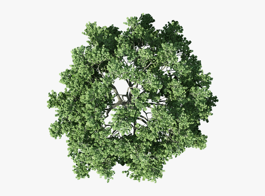 Transparent Background Tree Plan Png, Png Download , Transparent Png Image - PNGitem