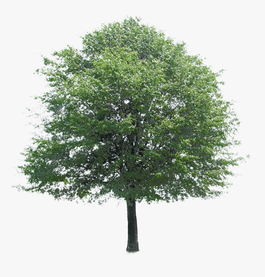 Free Download Of Tree Icon Clipart - Tree Photoshop, HD Png Download ...
