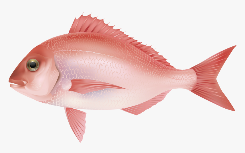 Ocean Fish Png - Pink Salt Water Fish, Transparent Png , Transparent ...