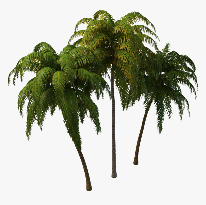Coconut Tree Png Photos - Coconut Tree Plan Png, Transparent Png ...