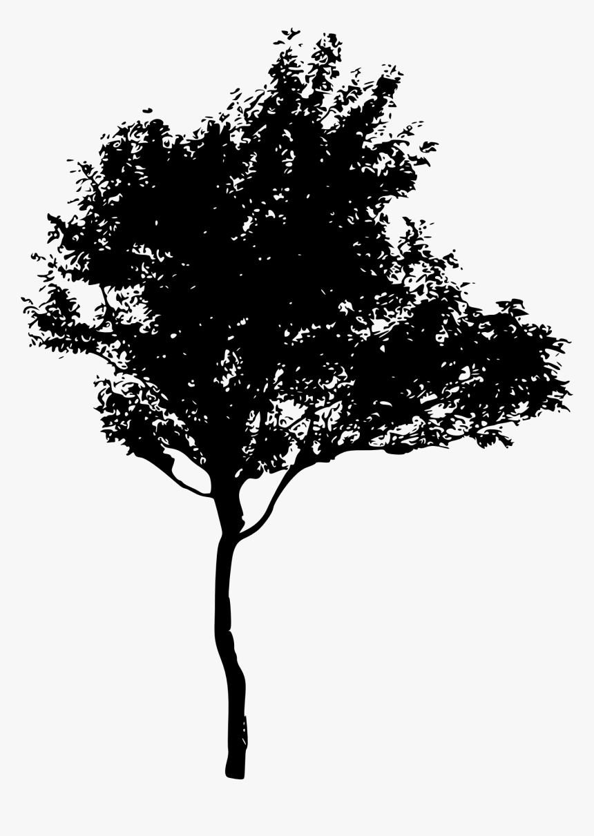 Tree Silhouette 2 - Silhouette Of A Tree Png, Transparent Png ...