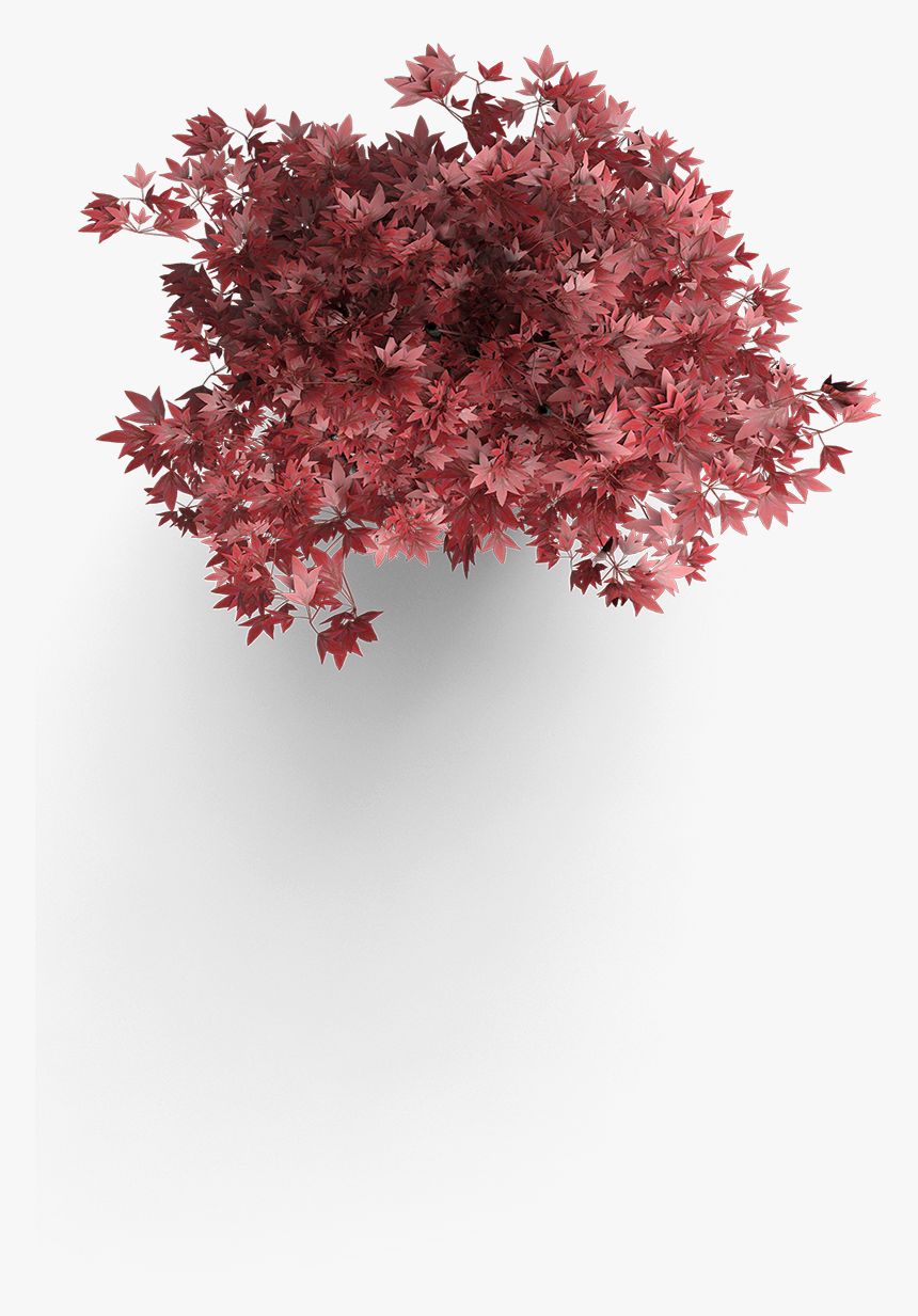 Maple Leaf - Japanese Maple Plan View, HD Png Download , Transparent ...