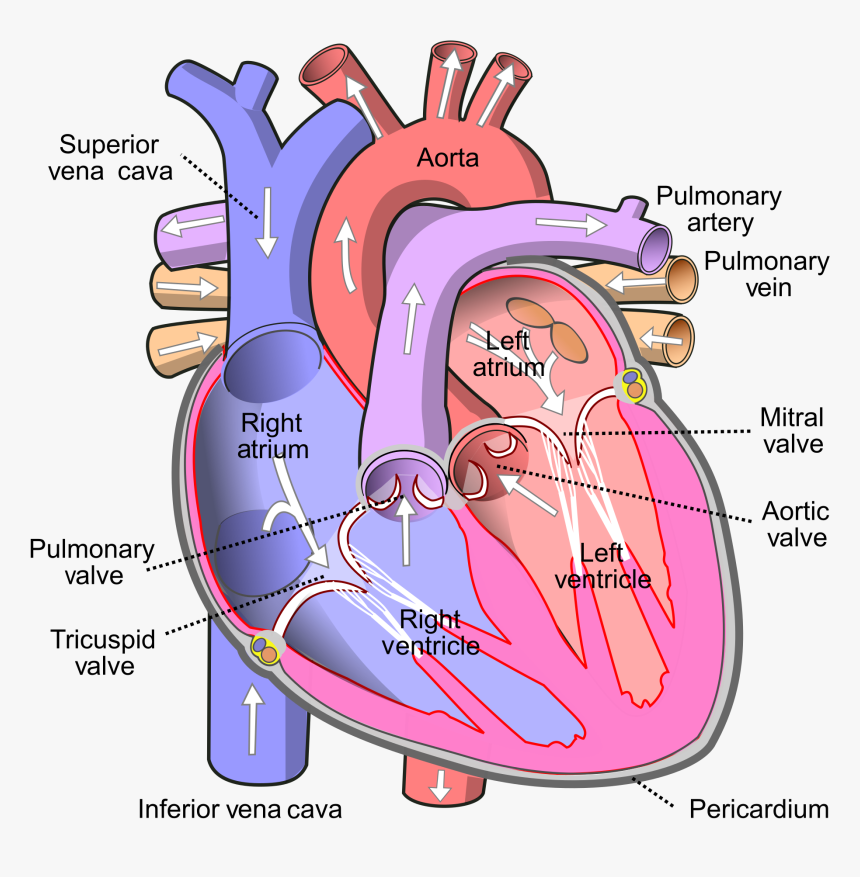 Human Heart, HD Png Download , Transparent Png Image - PNGitem