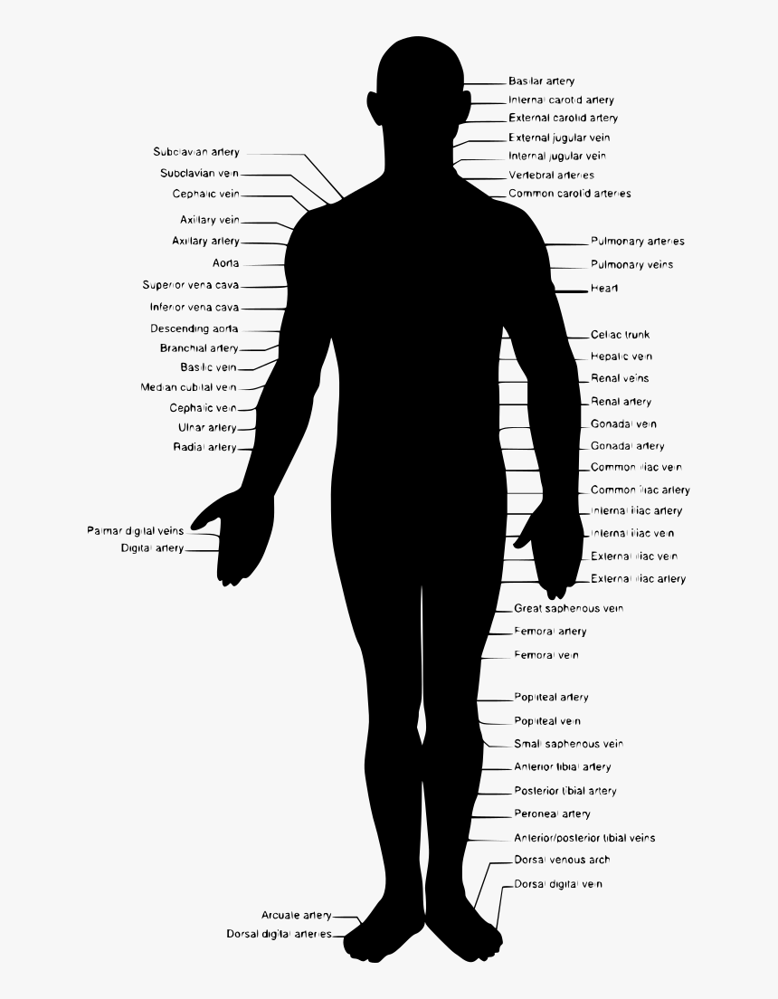 Transparent Veins Texture Png - Health, Png Download , Transparent Png ...