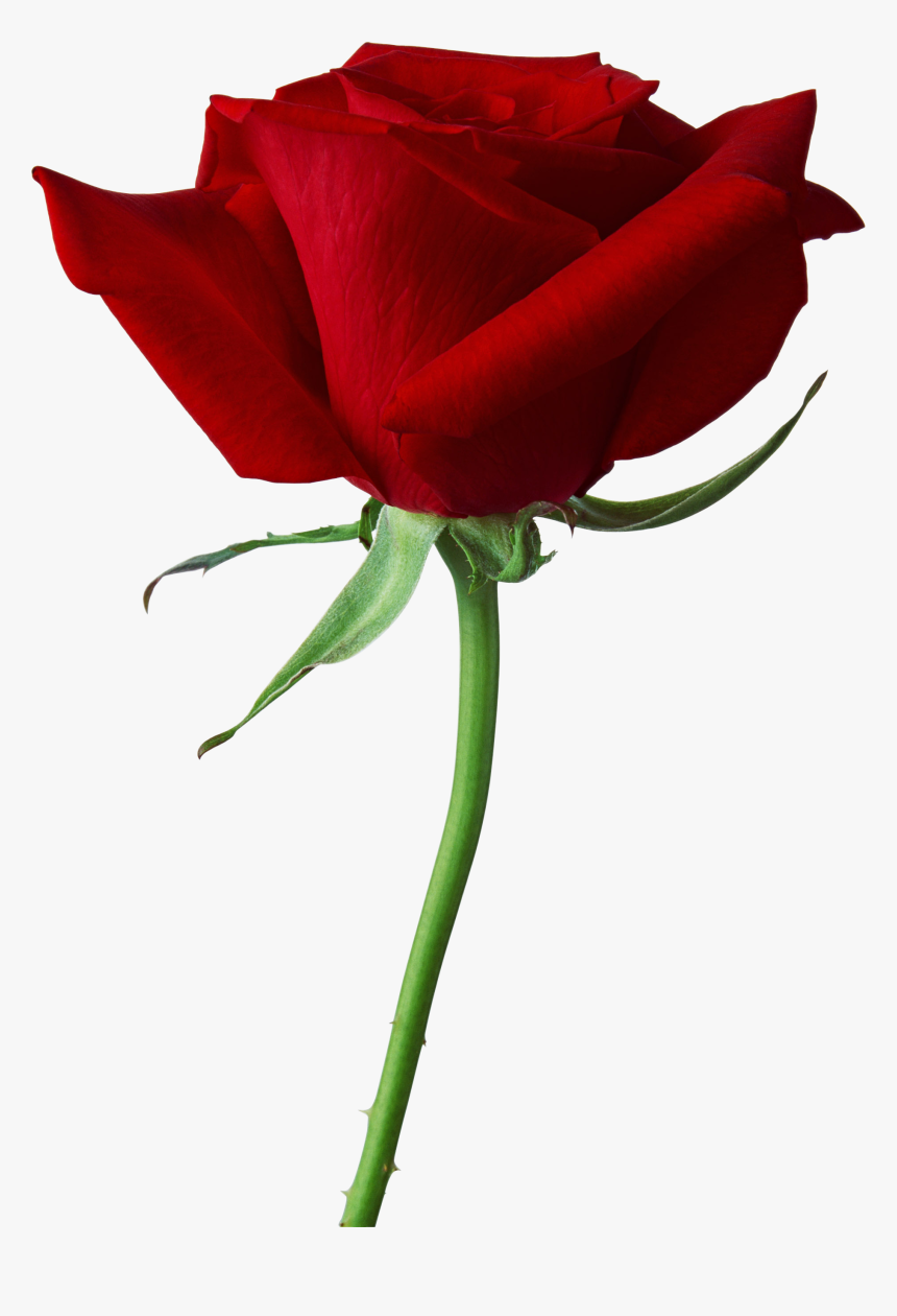 Gulab Ka Phool Download, HD Png Download , Transparent Png Image - PNGitem