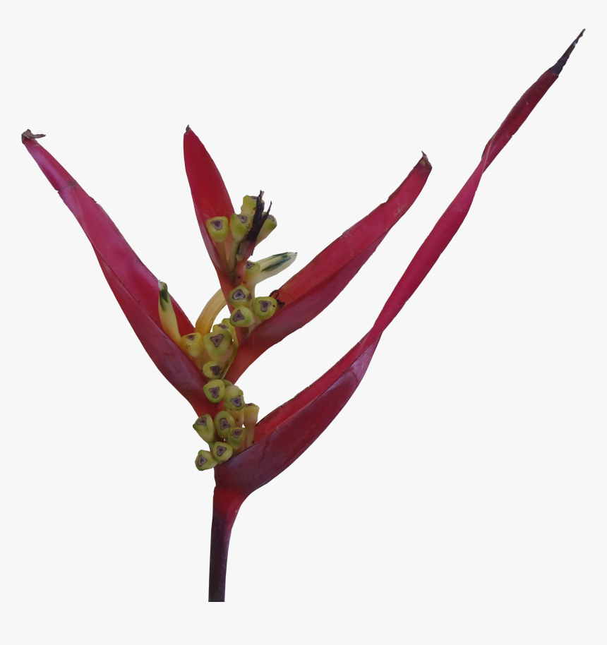 Texture Mapping, HD Png Download , Transparent Png Image - PNGitem