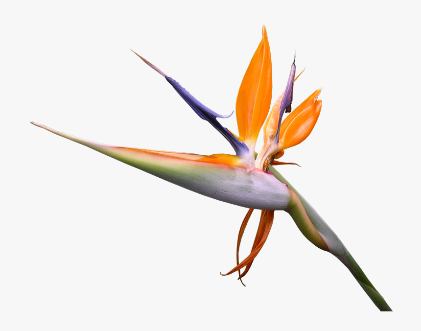 Bird, HD Png Download , Transparent Png Image - PNGitem