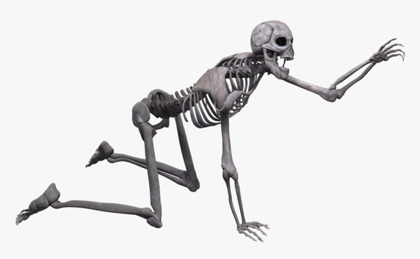 Full Body Skeleton Png Picture - Skeleton Transparent, Png Download ...