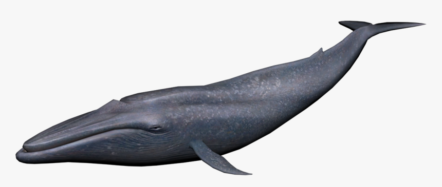 Blue Whale Transparent Background, HD Png Download , Transparent Png ...