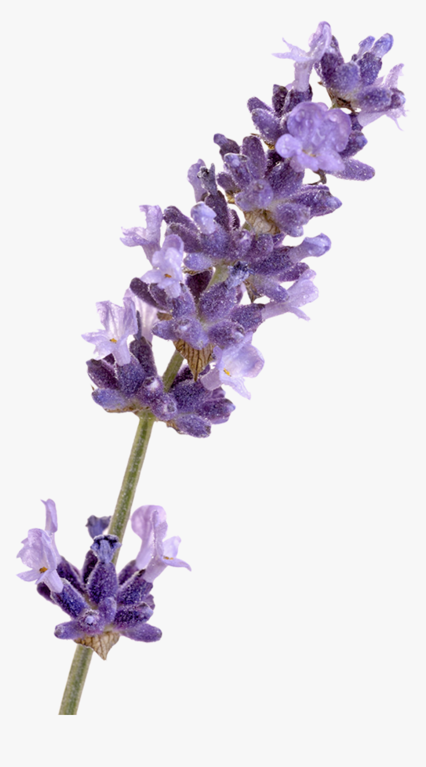 English Lavender French Lavender Flower - Lavender Png, Transparent Png ...