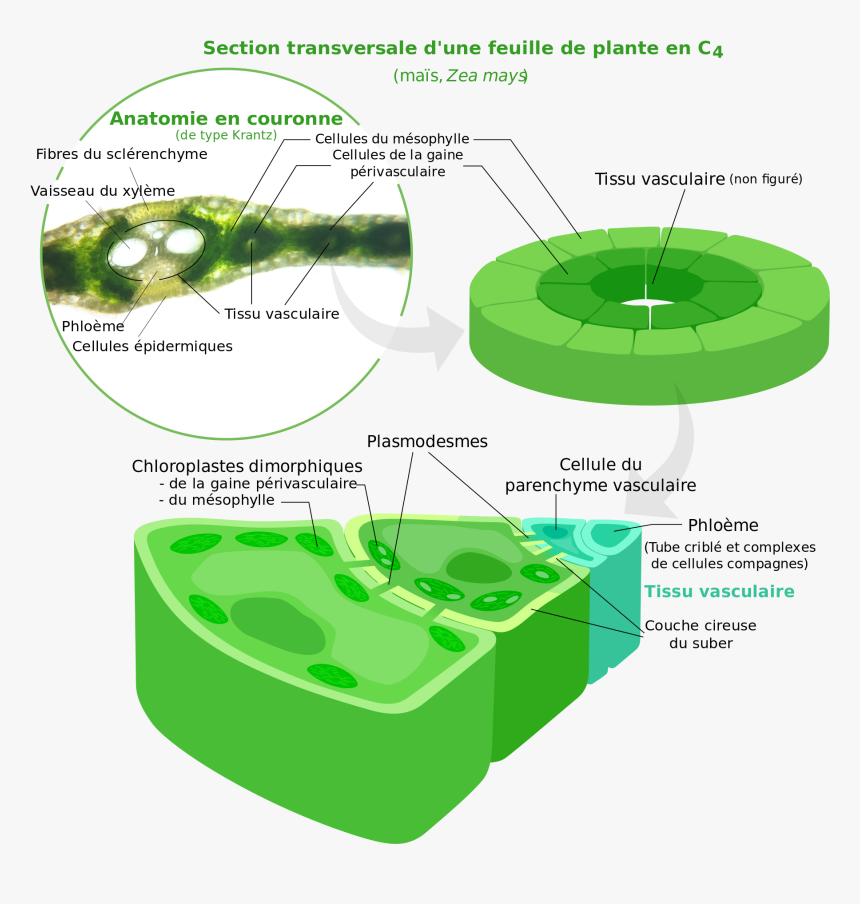 Two Types Of Chloroplast, HD Png Download , Transparent Png Image - PNGitem