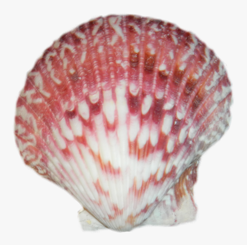 Download Seashell Latest Version - Seashell Transparent, HD Png ...