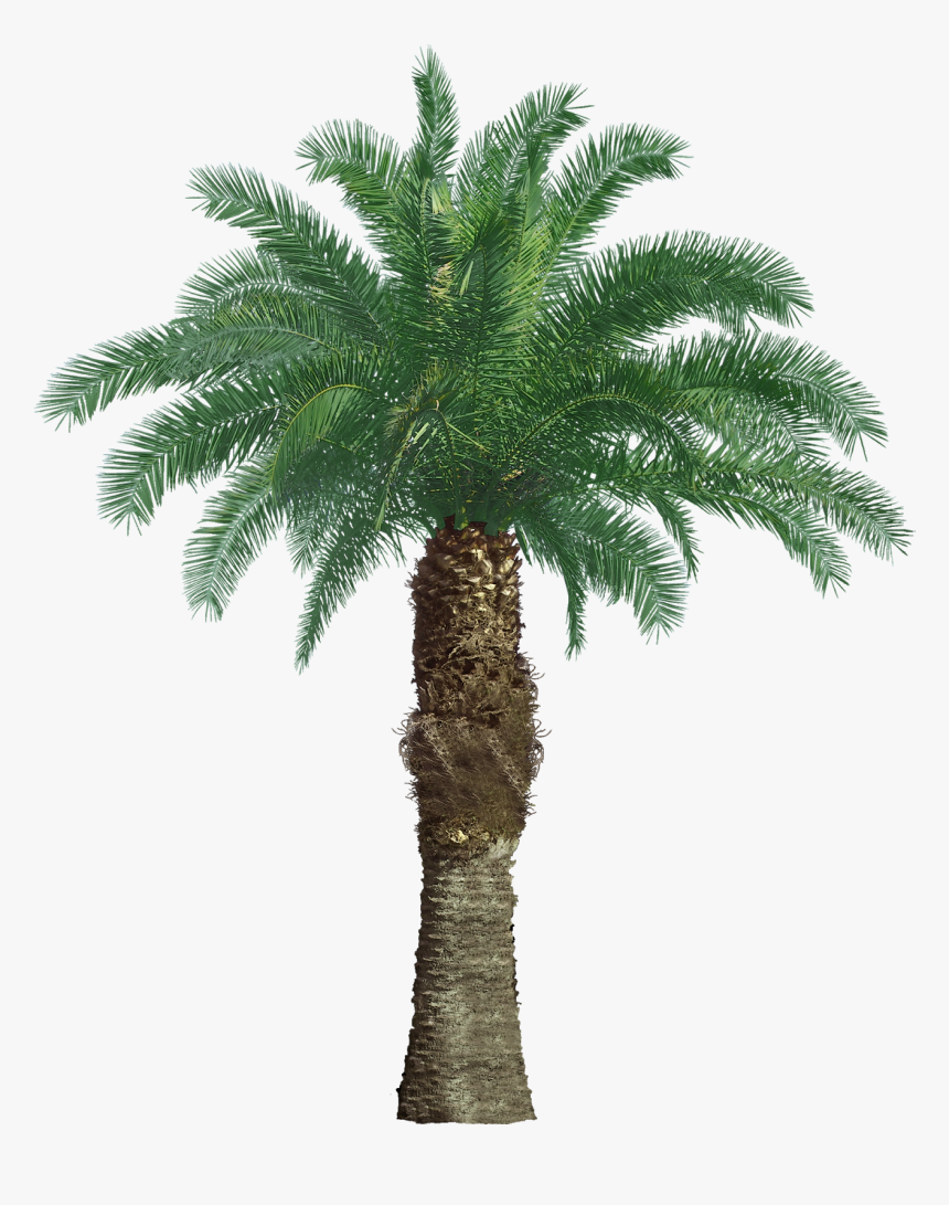 Tree Oil Palm Png, Transparent Png , Transparent Png Image - PNGitem