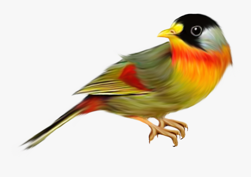 Finches Png, Transparent Png , Transparent Png Image - PNGitem
