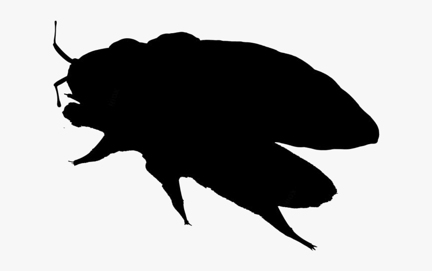 Bugs Png Transparent Images - Illustration, Png Download , Transparent ...