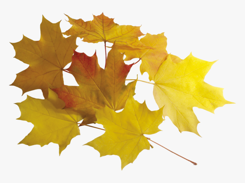 Autumn Leaf Png Image - Yellow Leaves Png, Transparent Png ...