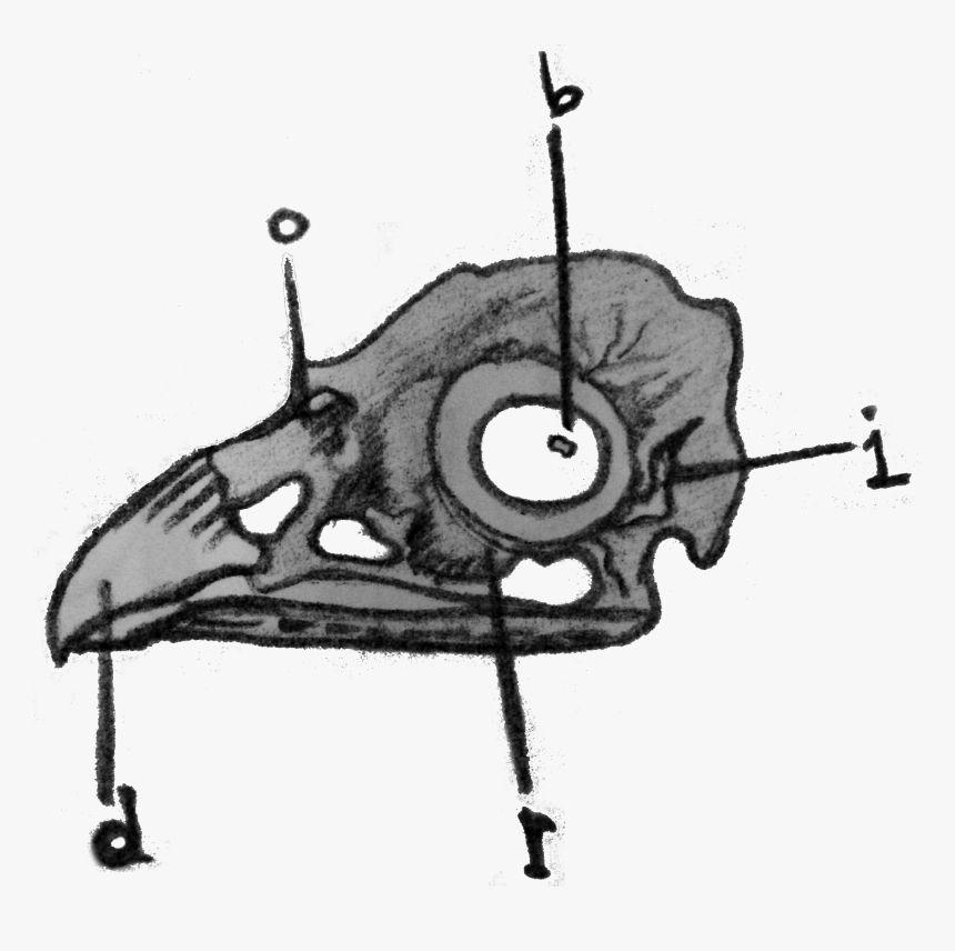 Birdo Png, Transparent Png , Transparent Png Image - PNGitem