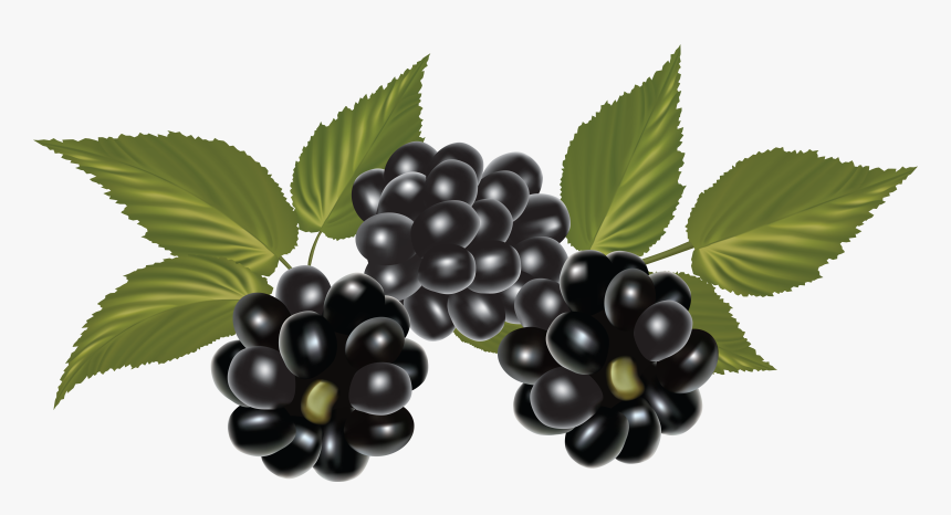 Blackberries Fruit Clipart