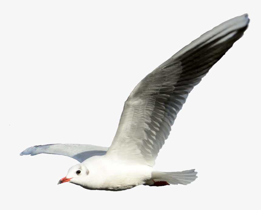 Gulls Portable Network Graphics Clip Art Flight Shorebirds - Flying Seagull Transparent ...