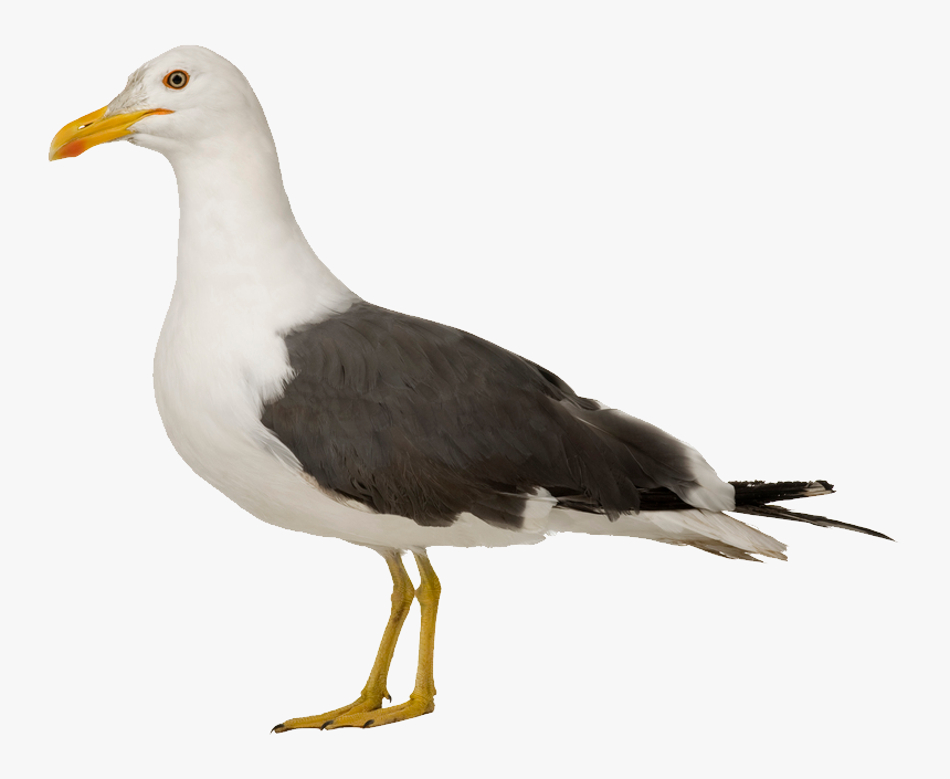 Gullklump Png