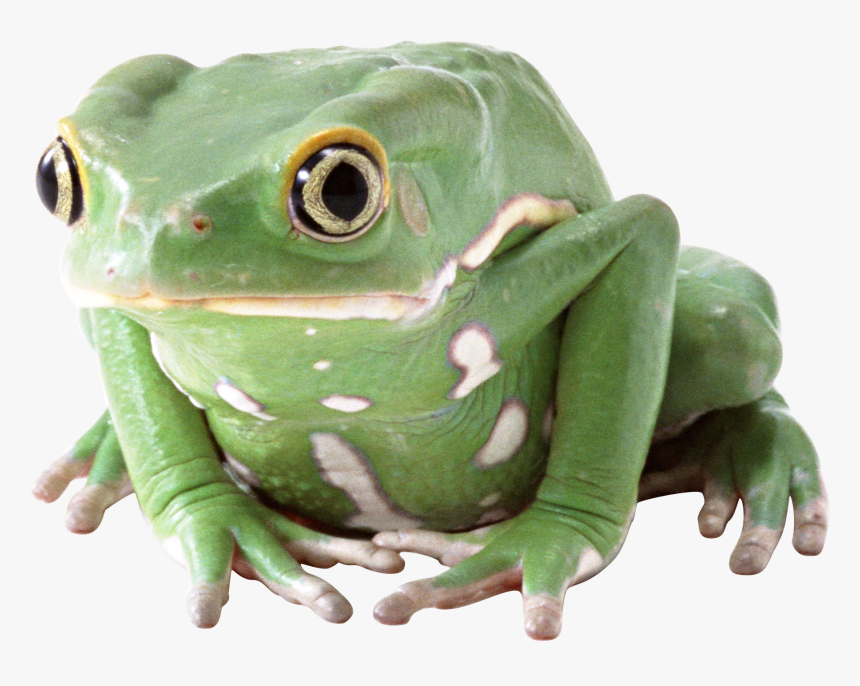 Tree Frog Png - Frog, Transparent Png , Transparent Png Image - PNGitem