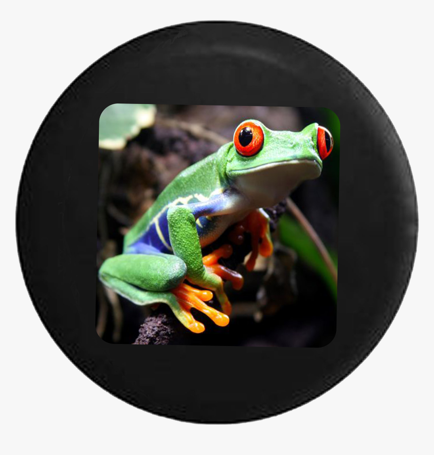 Transparent Tree Frog Png - Forrest Frog, Png Download , Transparent ...