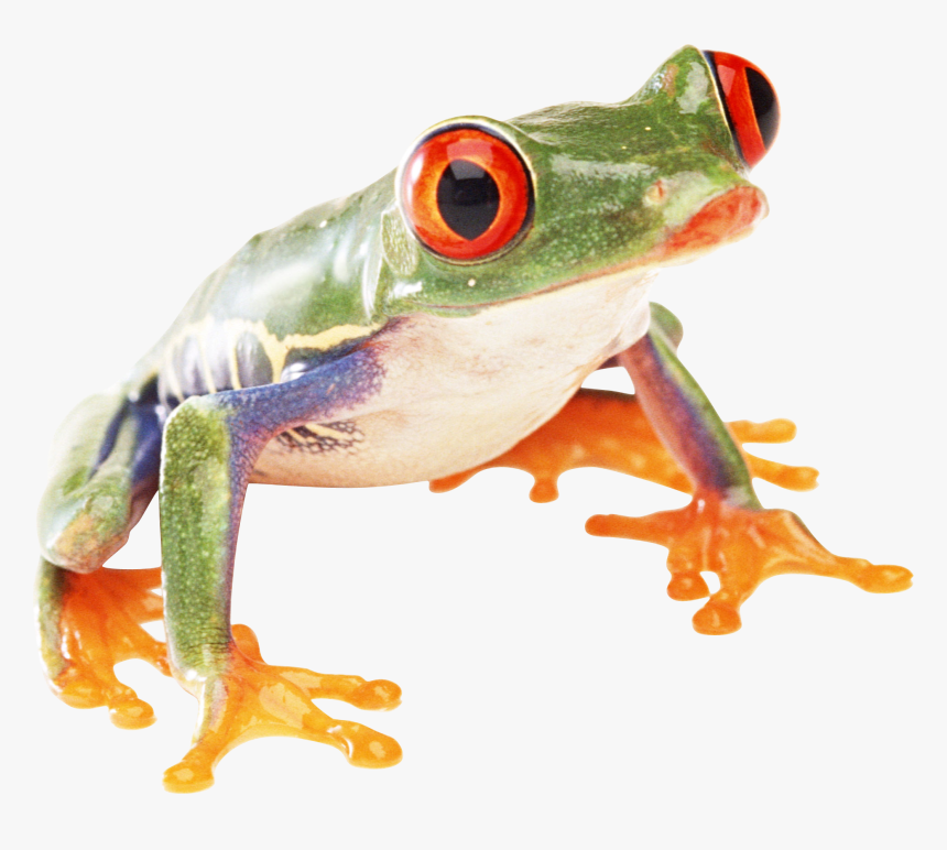 Free Png Frog Png Images Transparent - Tree Frog Transparent Background ...