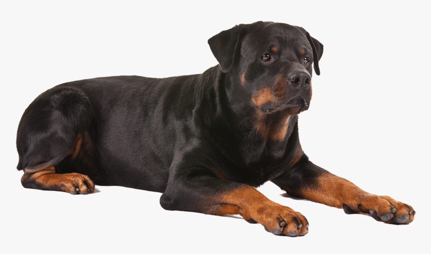 Rottweiler Png, Transparent Png , Transparent Png Image - PNGitem