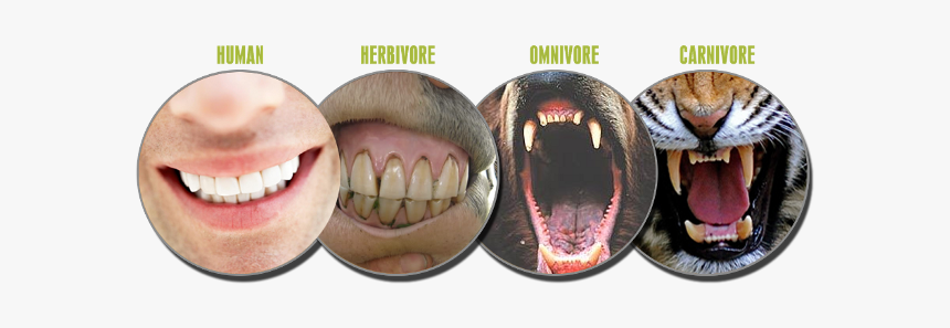 Herbivore Vs Omnivore Teeth, HD Png Download , Transparent Png Image ...
