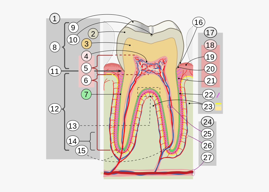 Cross Sections Of Teeth Intl - Cusp Of Teeth, HD Png Download ...