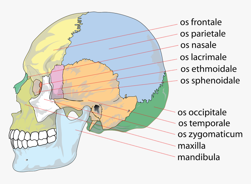 Skull Human Anatomy Free Picture - Rostral Meaning, HD Png Download ...