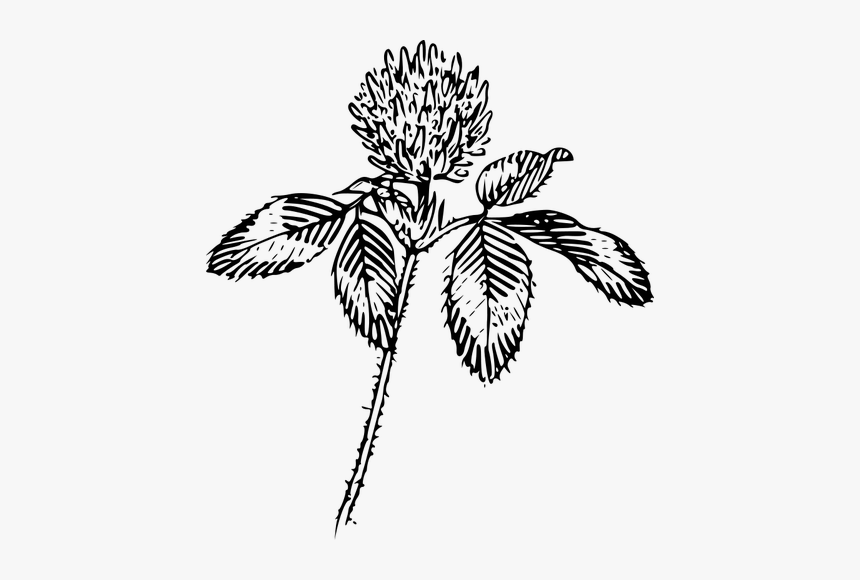 Clover Flower Vector Clip Art - Clover Line Art, HD Png Download ...