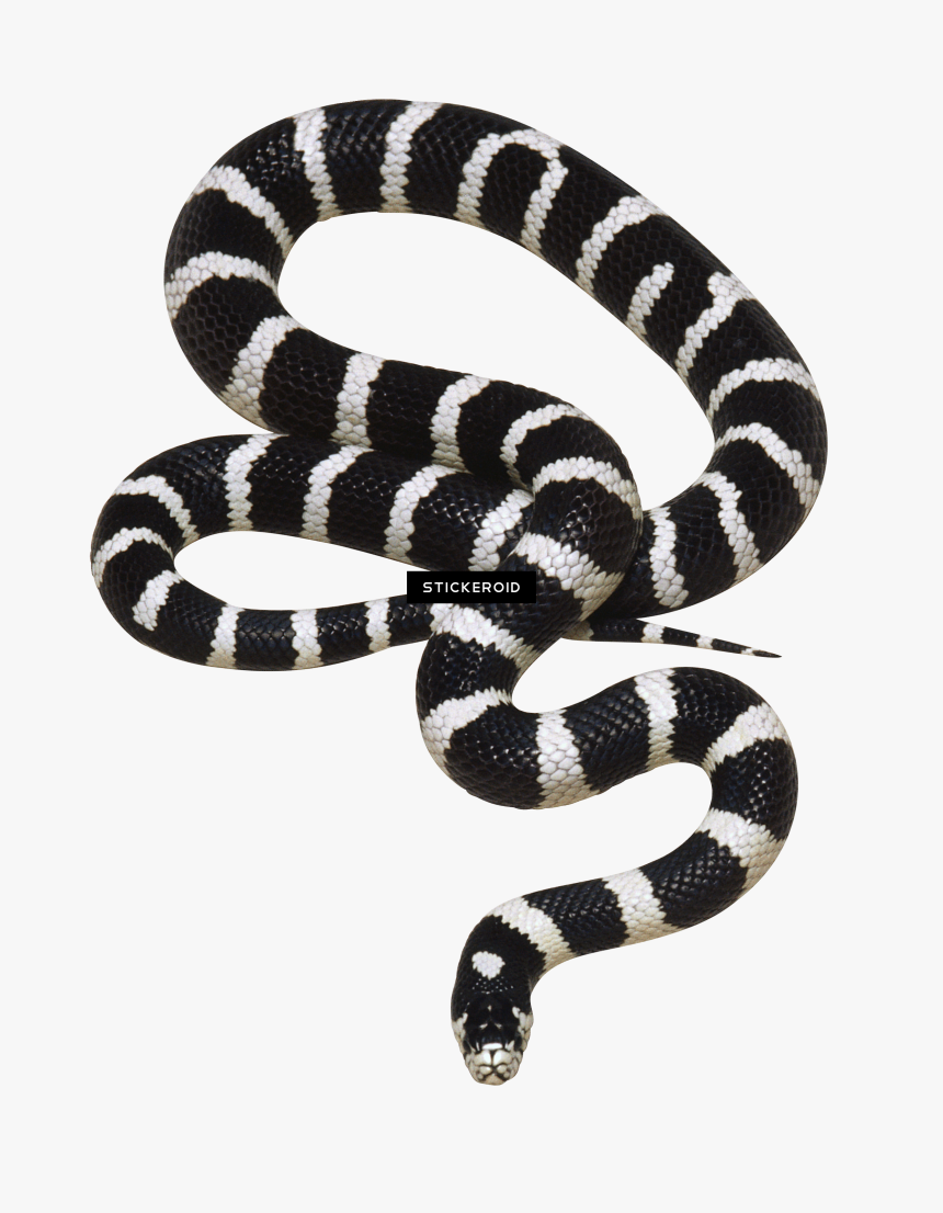 Transparent Snake Png Transparent - Transparent Black Snake Png, Png ...