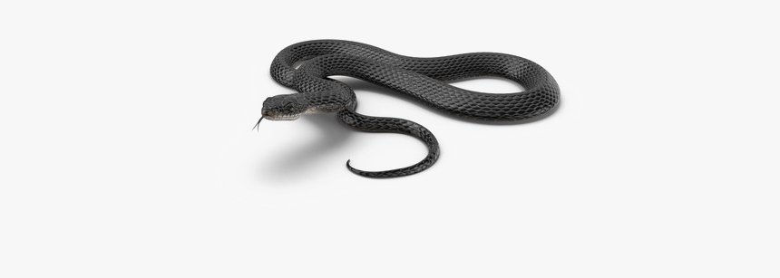 Black Mamba Snake Png Download Image - Black Mamba Snake Png ...