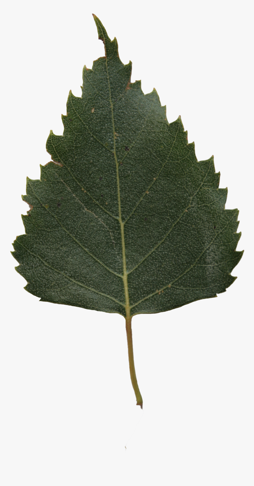 , The Texture Of The Foliage - Birch Tree Leaf Png, Transparent Png ...