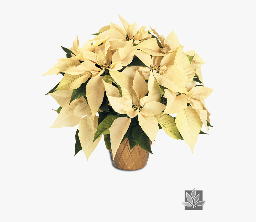 Plant Interscapes, HD Png Download , Transparent Png Image - PNGitem