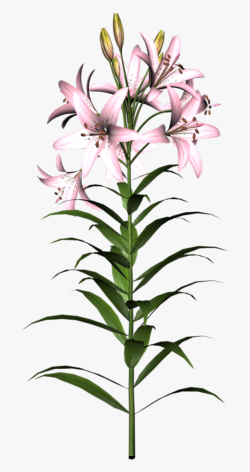 Transparent Free Clipart Lily - Lily Flower, HD Png Download ...
